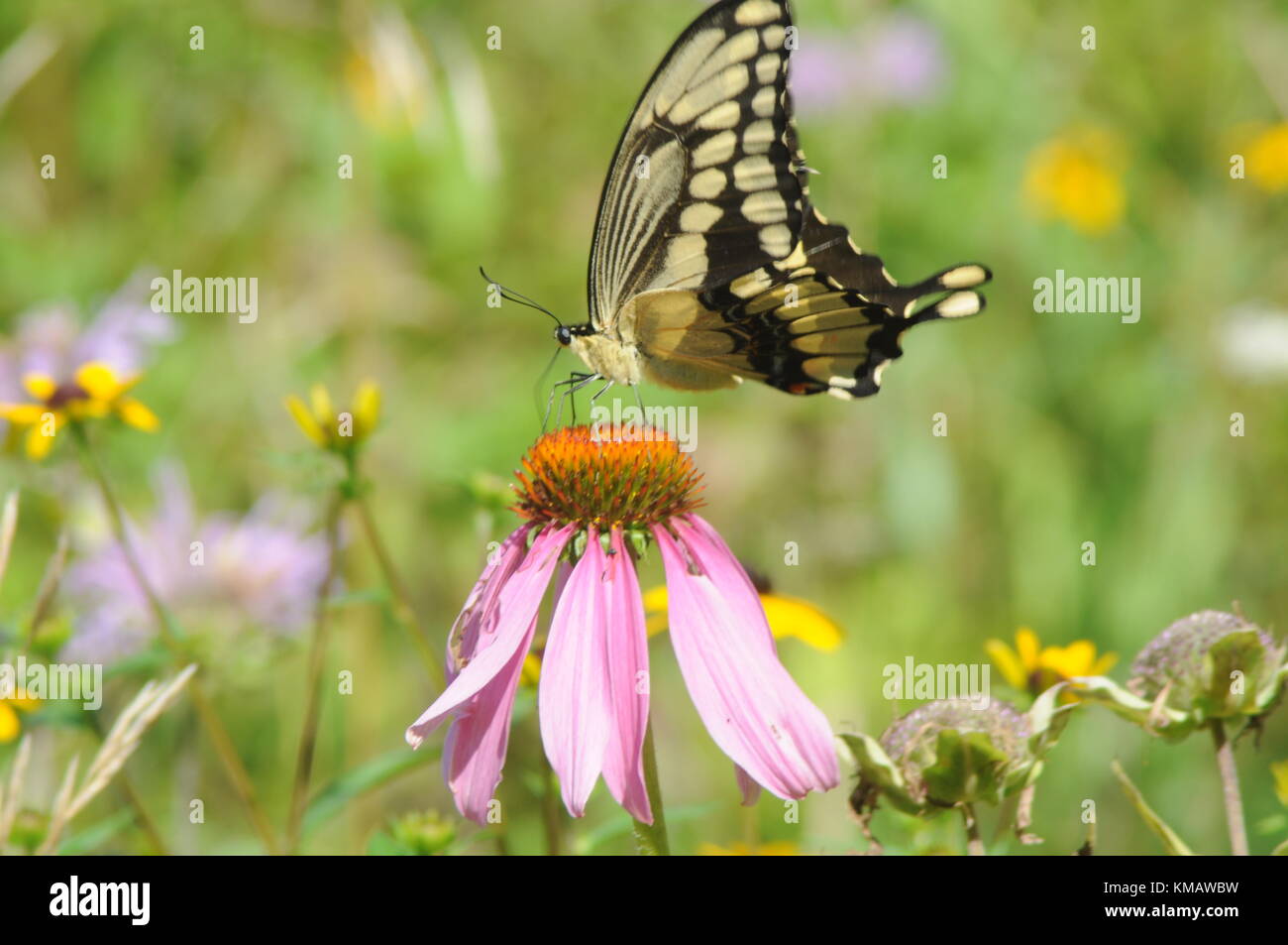 Butterfly on Flower Stock Photo - Alamy