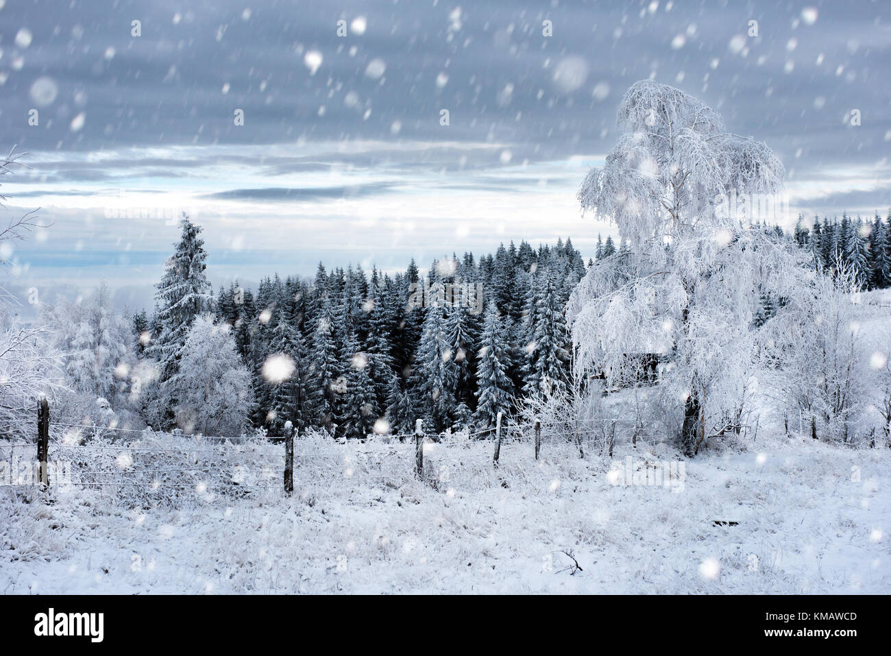 Fairy winter landscape with fir trees and snowfall. Christmas ...