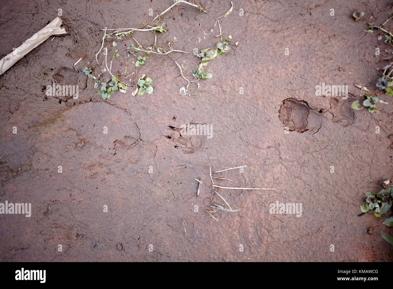 Small animal footprints hi-res stock photography and images - Alamy
