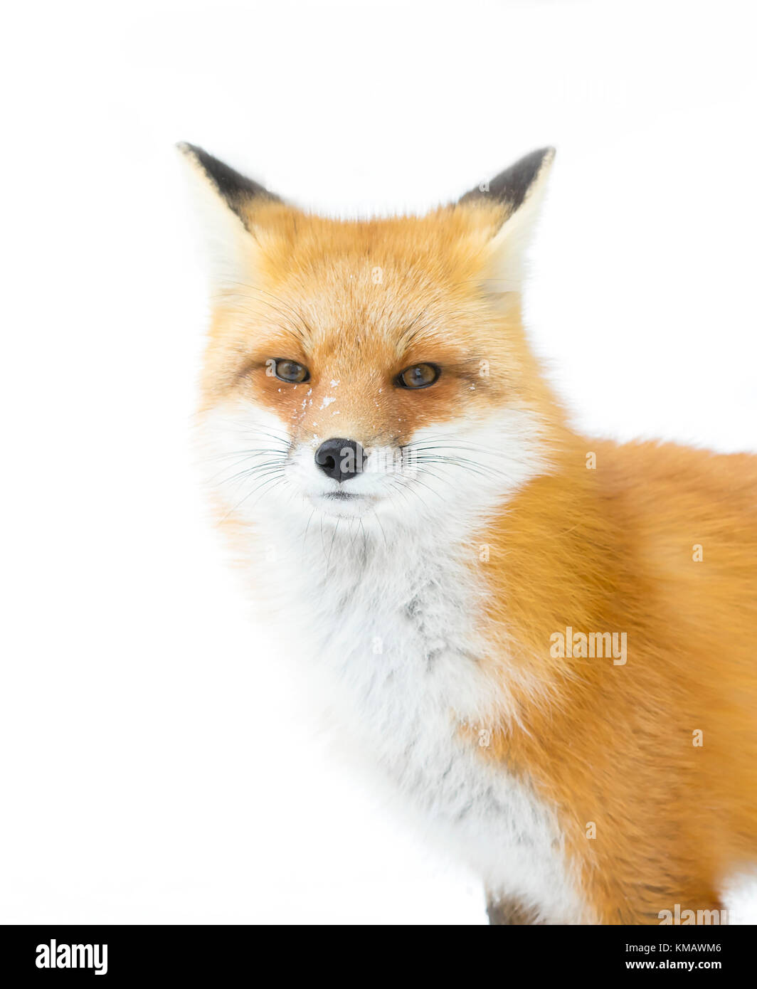 Red fox (Vulpes vulpes) with a bushy tail walking in the winter snow in ...