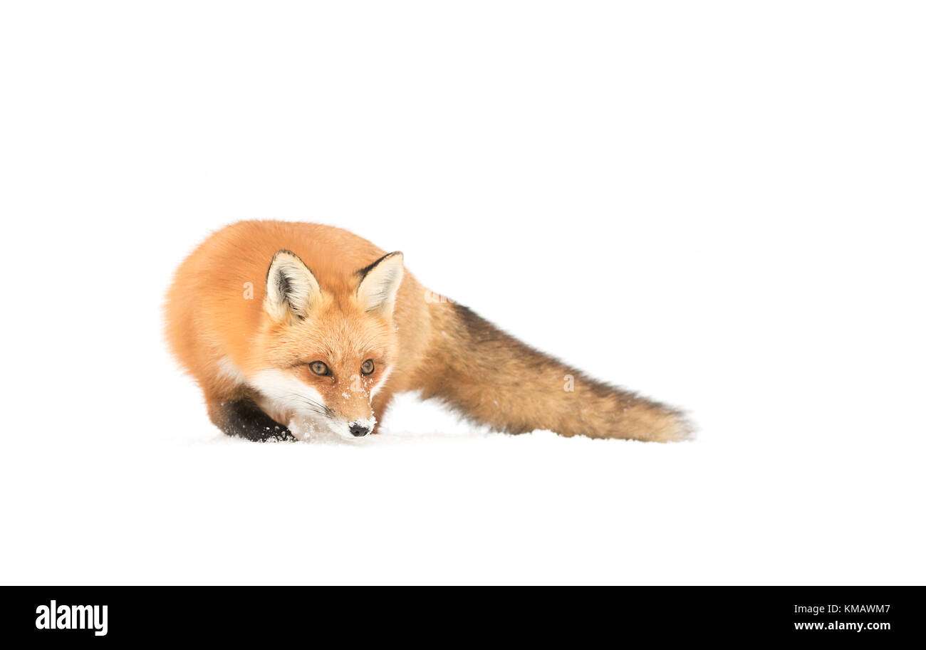 Red fox (Vulpes vulpes) with a bushy tail walking in the winter snow in ...