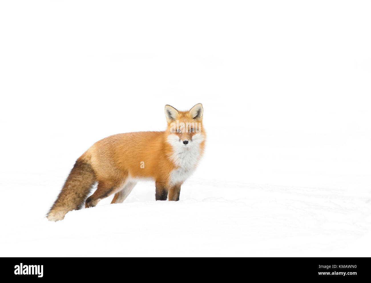 Red fox (Vulpes vulpes) with a bushy tail walking in the winter snow in ...