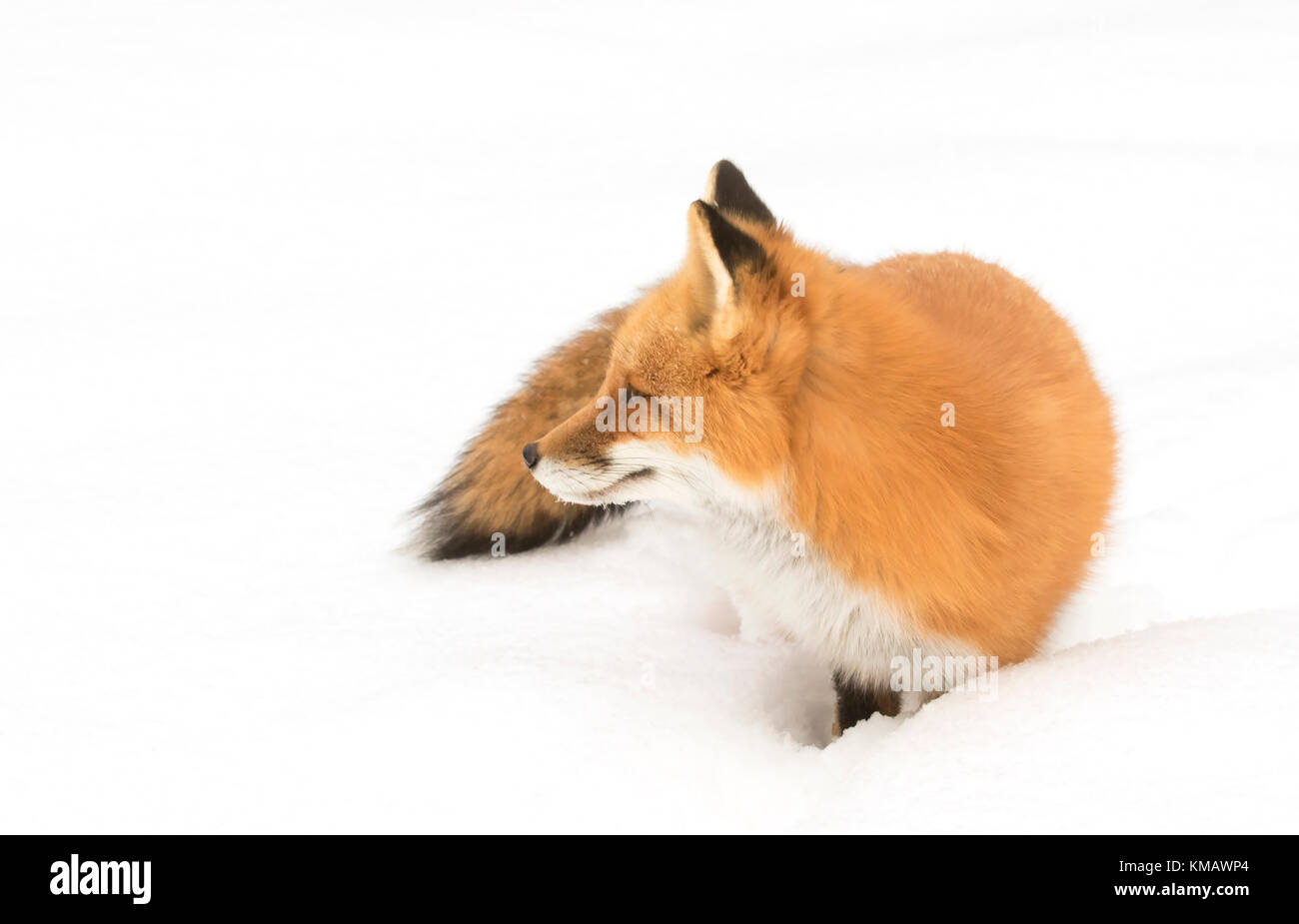 Red fox (Vulpes vulpes) with a bushy tail walking in the winter snow in ...
