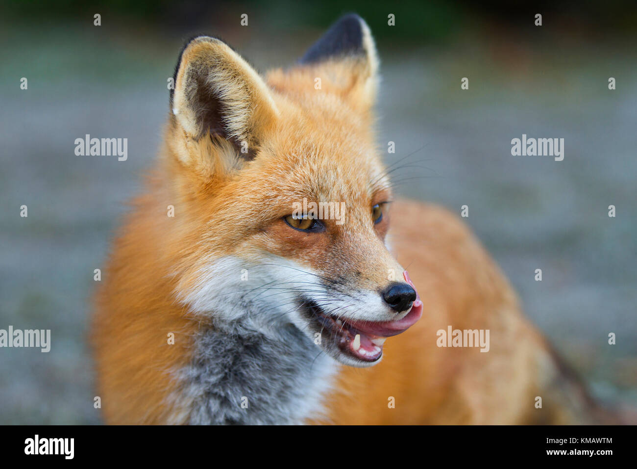 Red fox portrait in Algonquin Park in autumn in Canada Stock Photo - Alamy