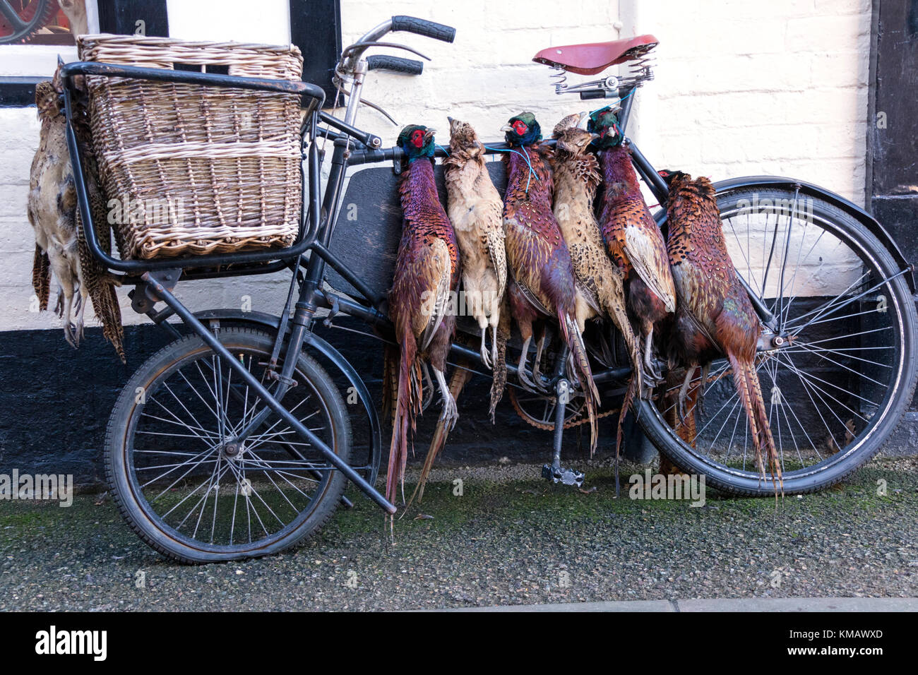 Hung pheasant hi-res stock photography and images - Alamy