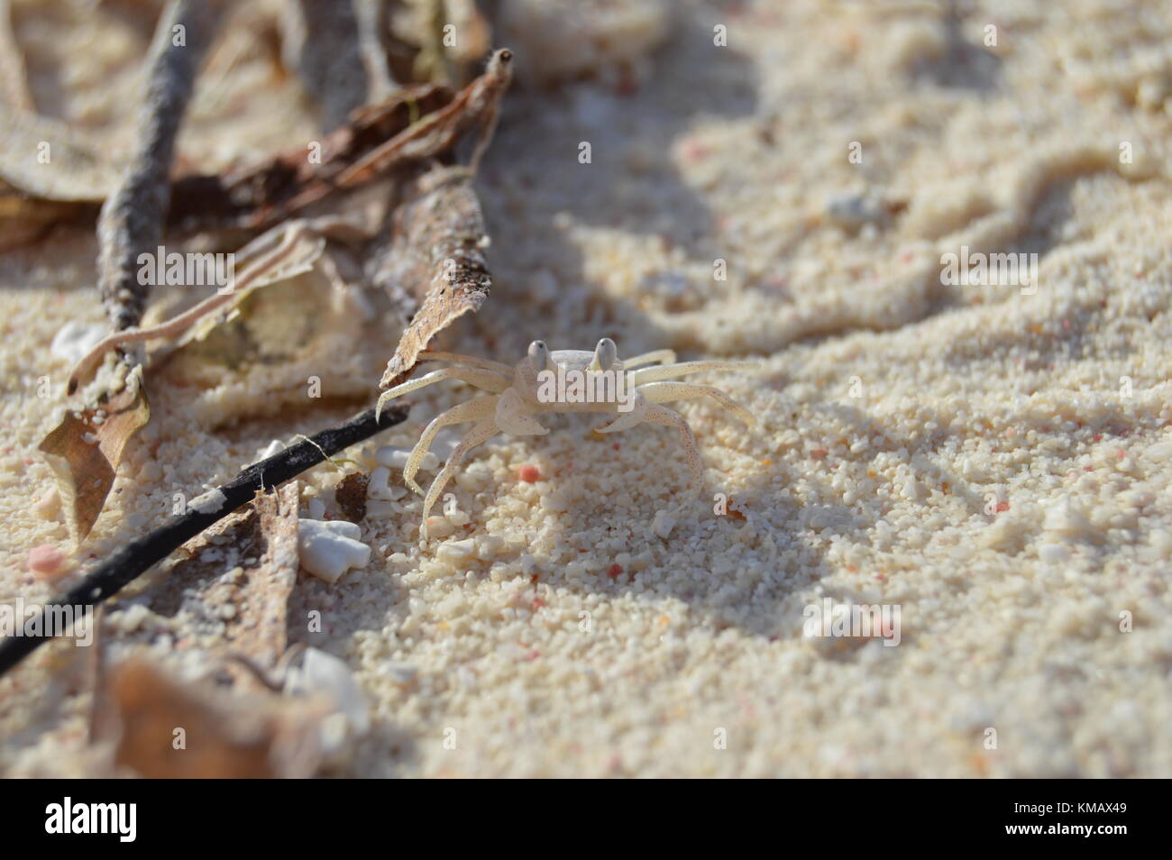 Crab key island hi-res stock photography and images - Alamy