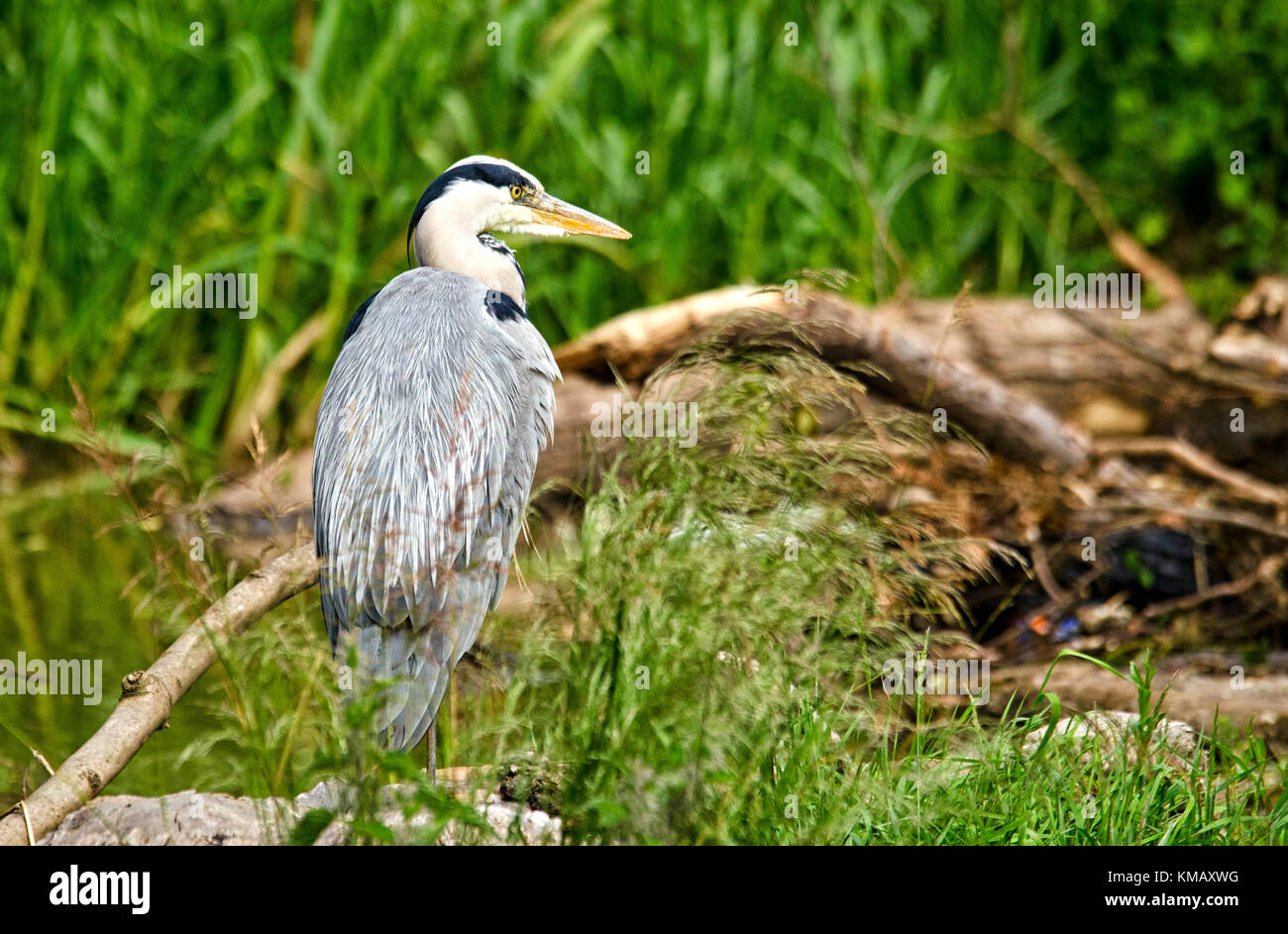 Grey herons scotland hi-res stock photography and images - Alamy