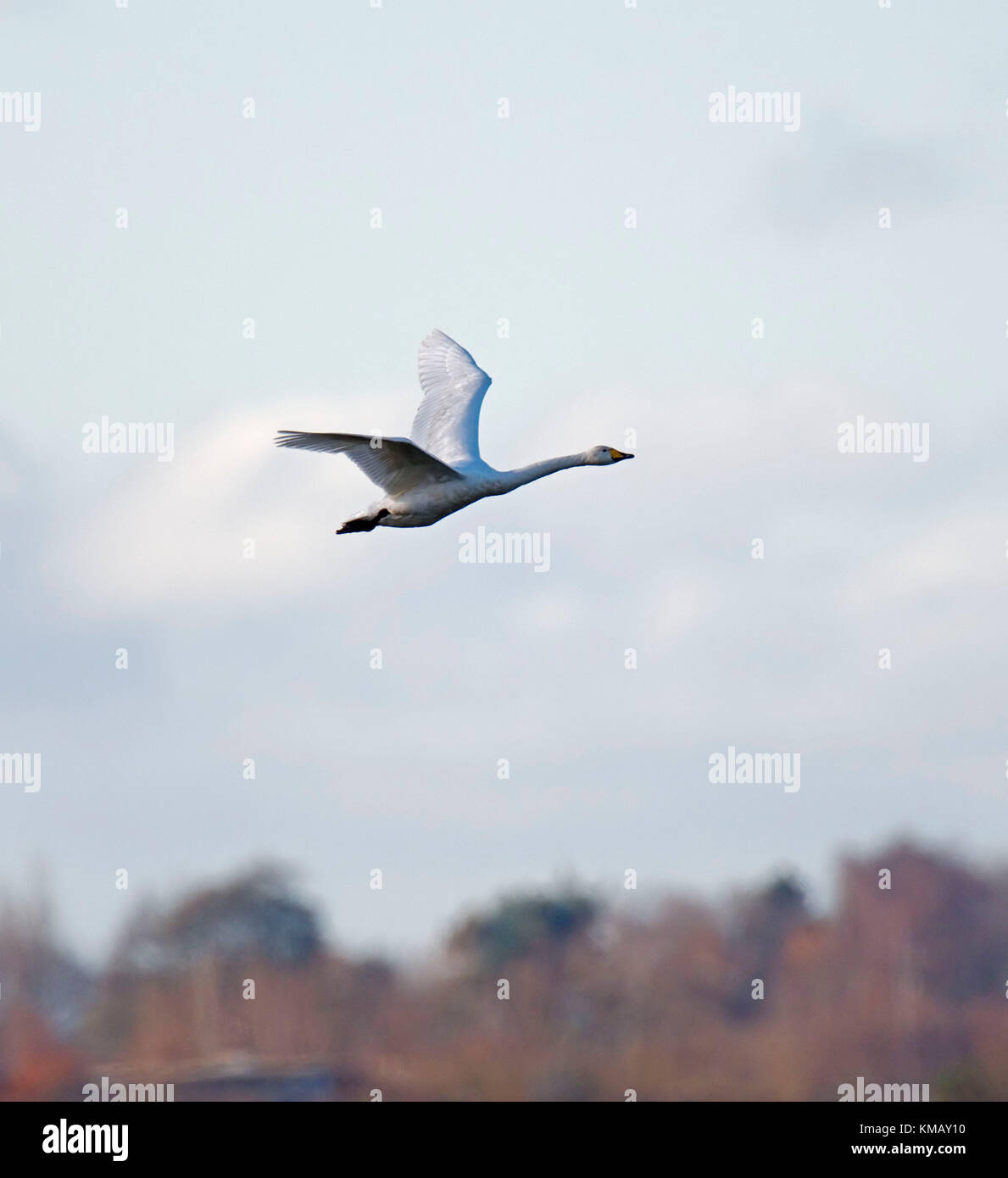 Whooper Swan; Cygnus; cygnus Stock Photo - Alamy
