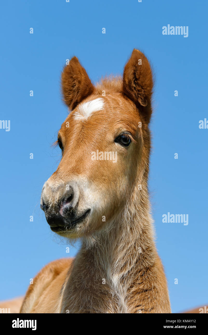 Pony horse head front view hi-res stock photography and images - Alamy
