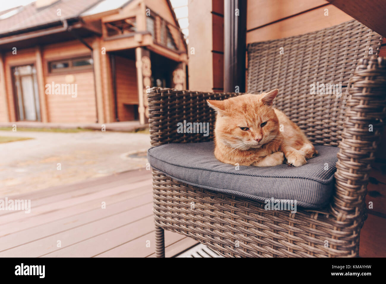 sleepy cat lying on chair Stock Photo - Alamy