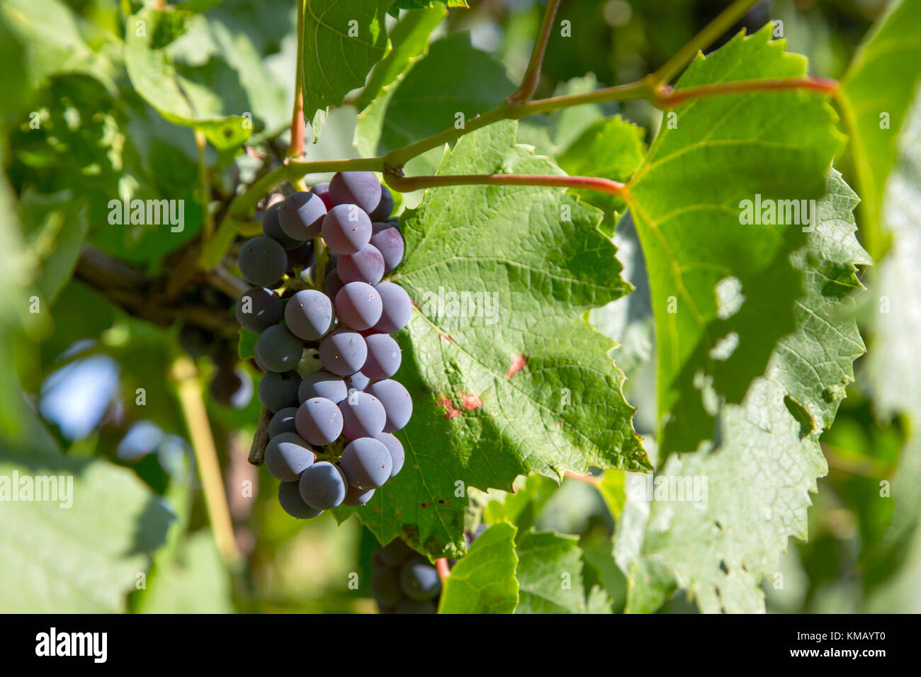 ripe grapes on a branch Stock Photo - Alamy