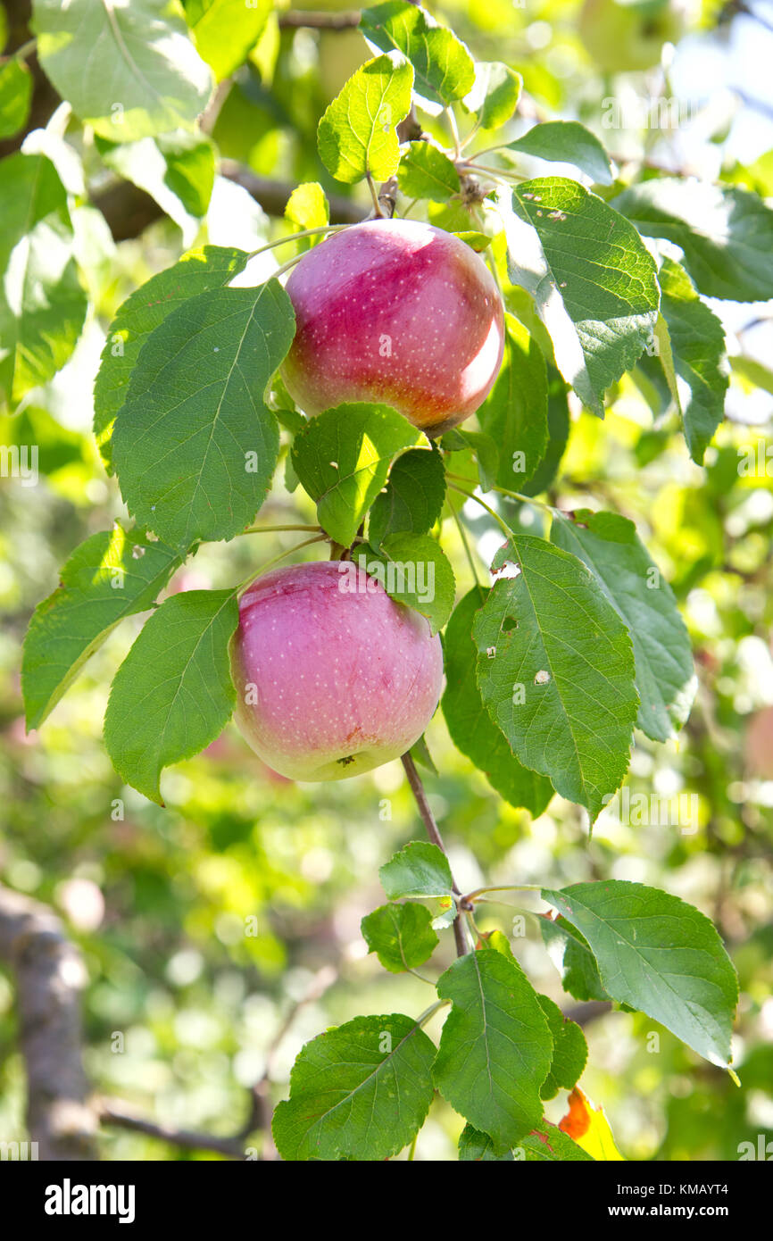 Two apples tree stem hi-res stock photography and images - Alamy