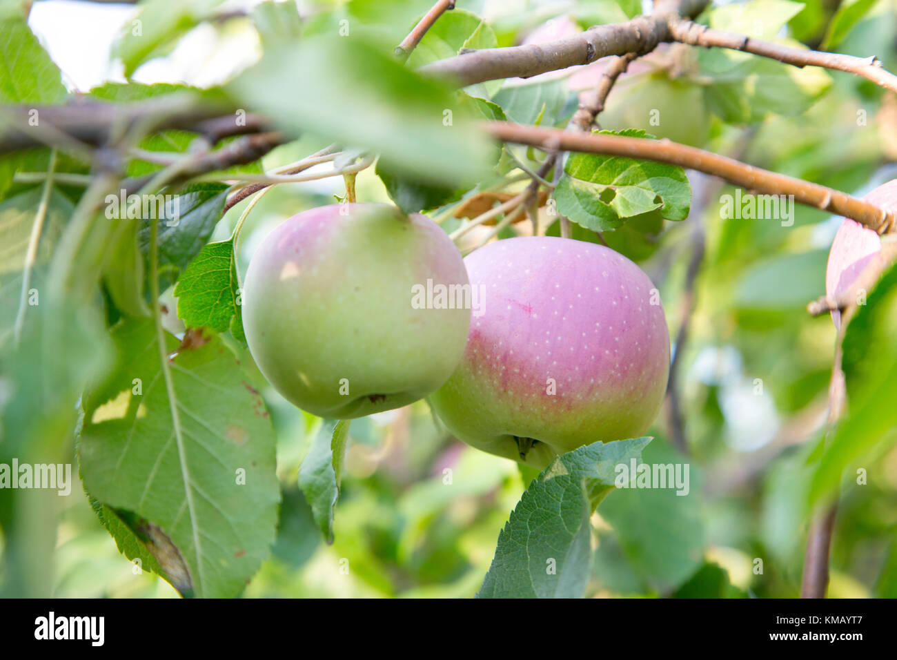 Two ripe apples on a branch Stock Photo - Alamy