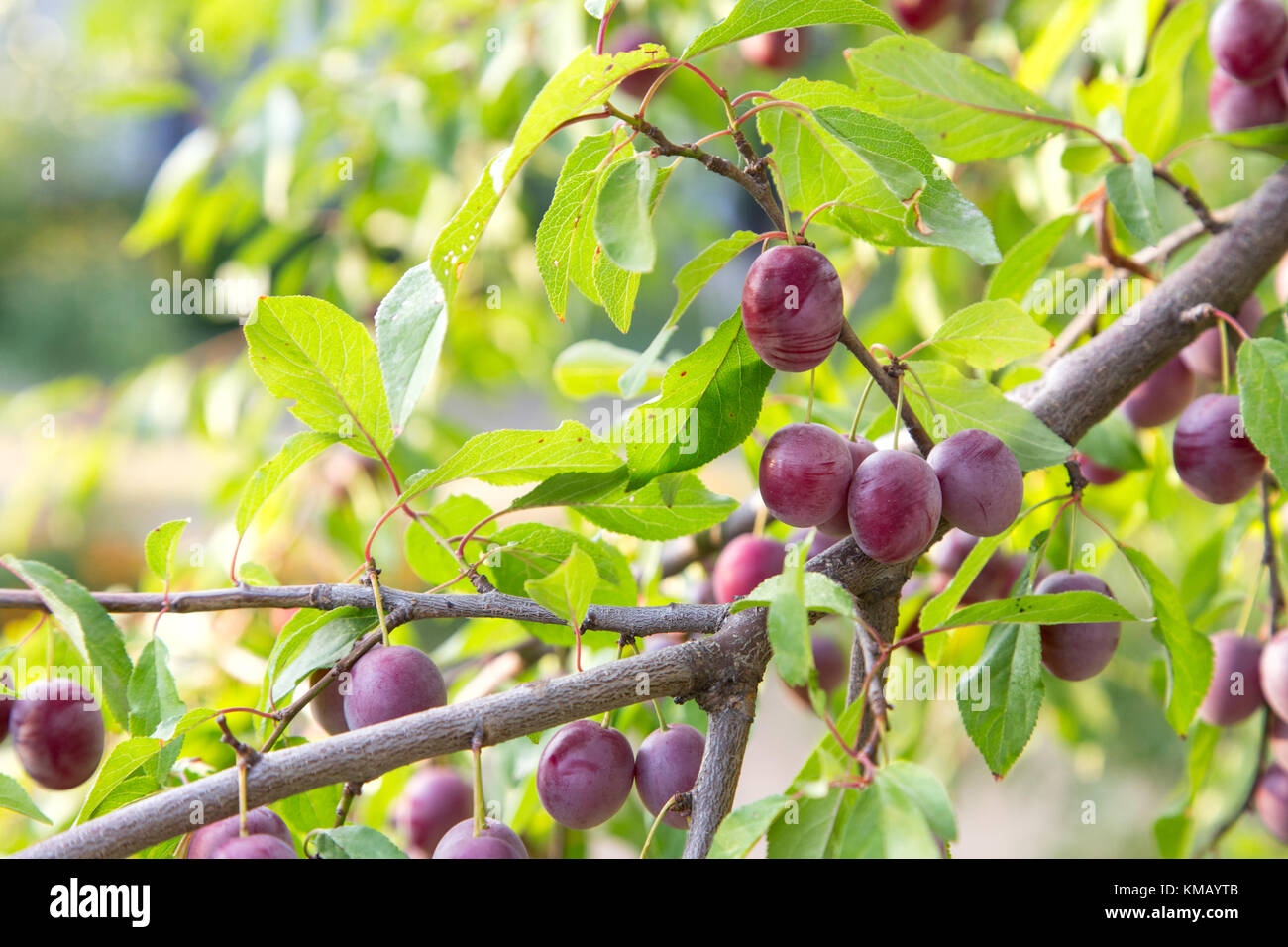 Ripe plums on the branch Stock Photo - Alamy