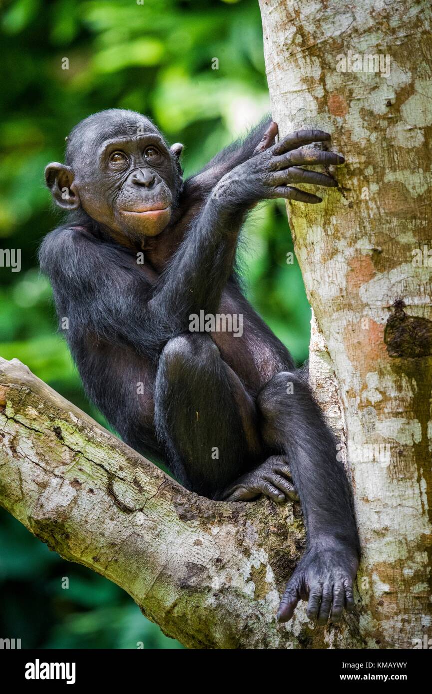 The close-up portrait of juvenile Bonobo on the tree in natural habitat ...