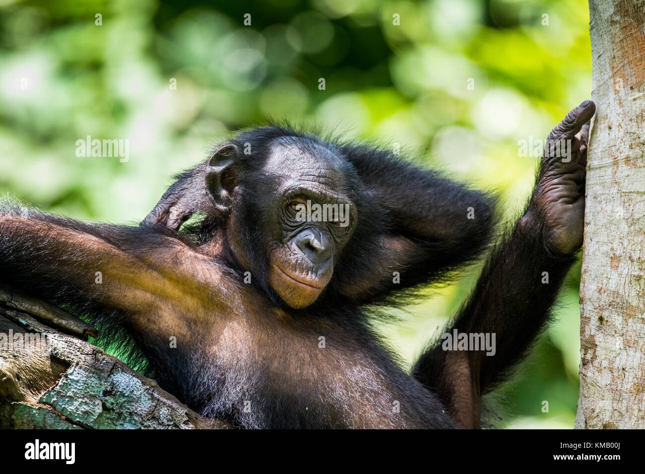 The close-up portrait of juvenile Bonobo on the tree in natural habitat ...