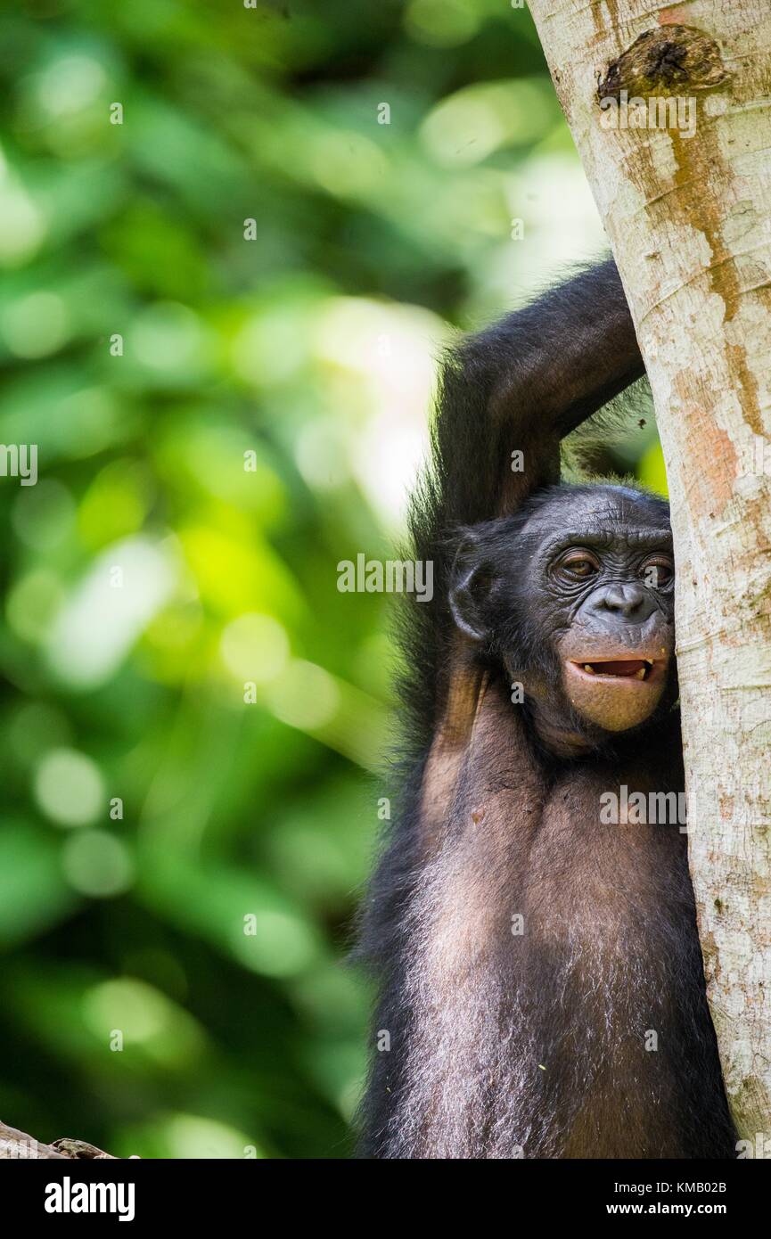 The close-up portrait of juvenile Bonobo on the tree in natural habitat ...