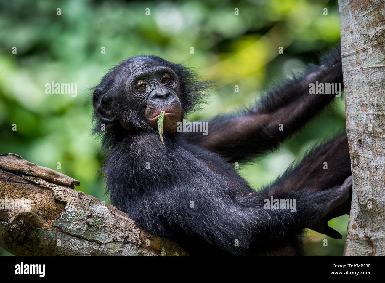 The close-up portrait of juvenile Bonobo on the tree in natural habitat ...