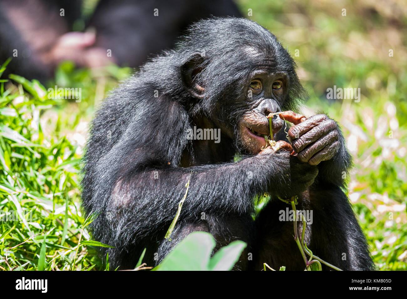 Close up Portrait of a juvenile bonobo. Cub of a Chimpanzee bonobo ...