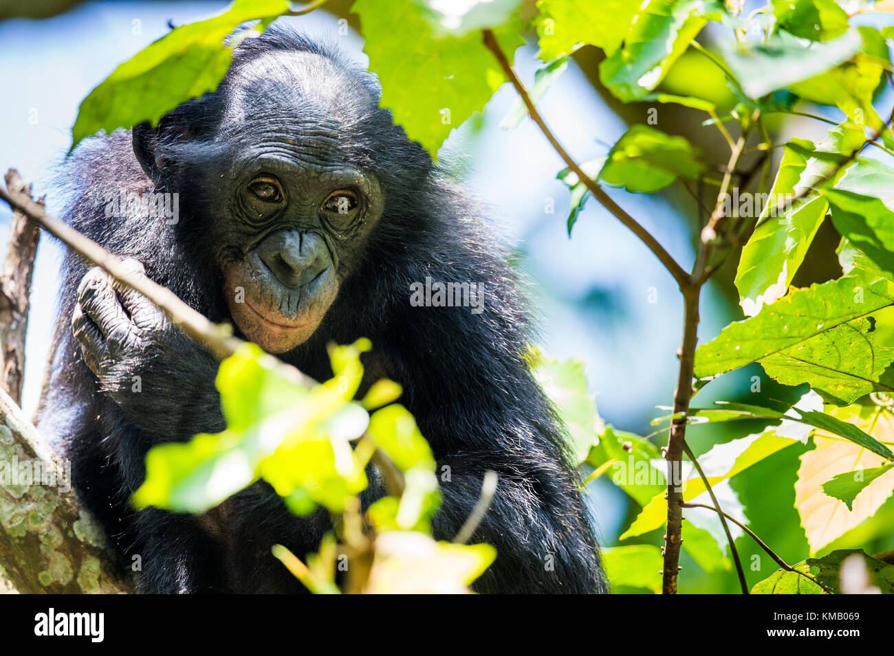 The close-up portrait of juvenile Bonobo on the tree in natural habitat ...