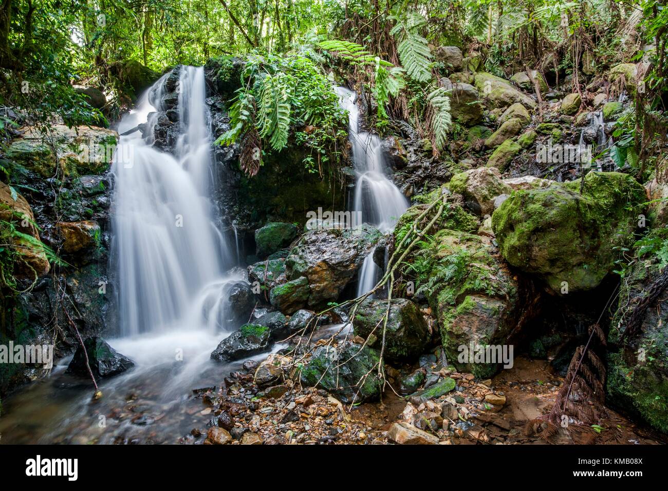 Small waterfall in the dark forest. Waterfalls and vegetation inside ...