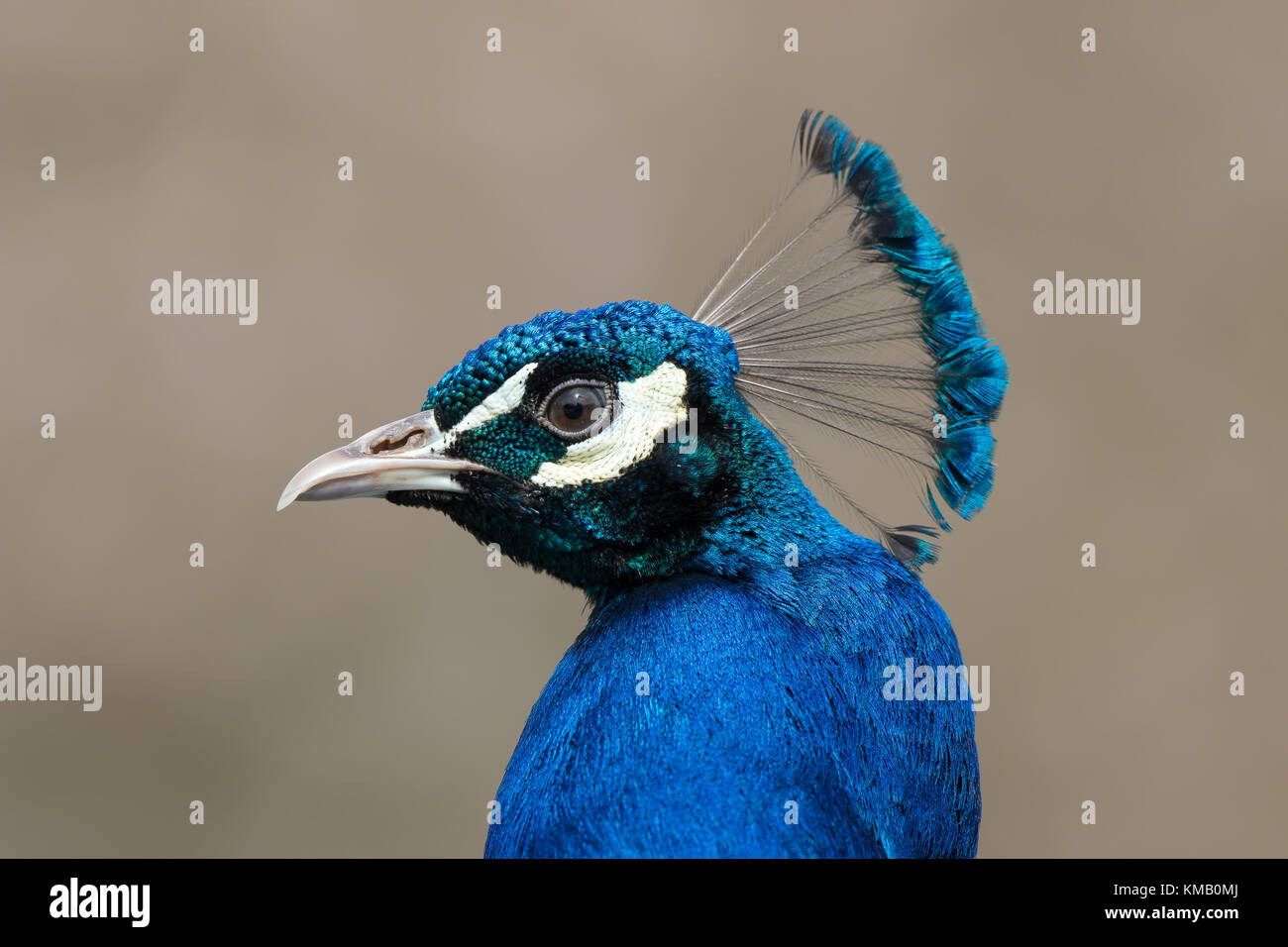 Detailed, side view close up of an isolated, male blue Indian peacock ...