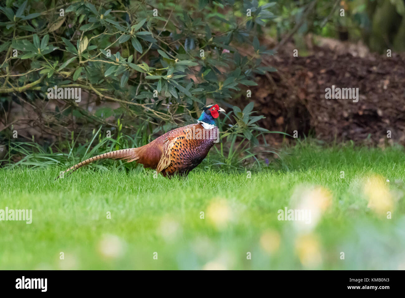 Low-angle, side view of wild, male UK pheasant bird (Phasianus ...