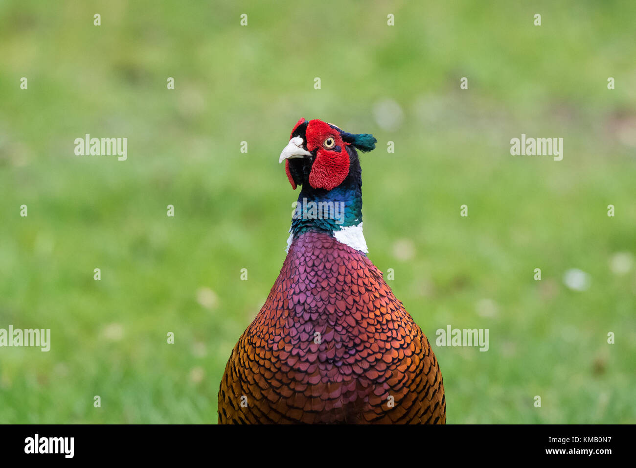 Front close up of wild UK male pheasant bird (Phasianus colchicus) head ...