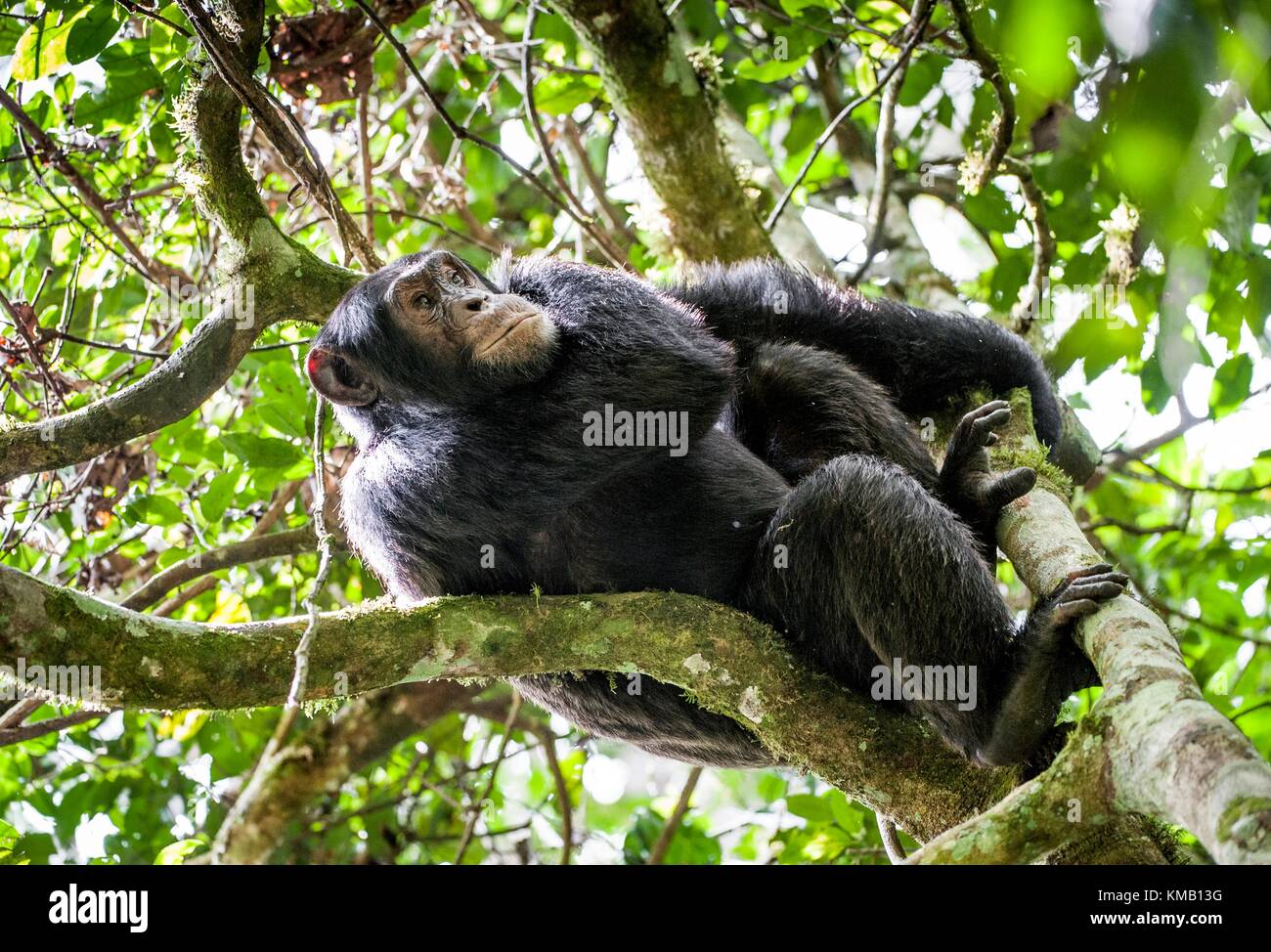 Close up portrait of chimpanzee ( Pan troglodytes ) resting on the tree ...