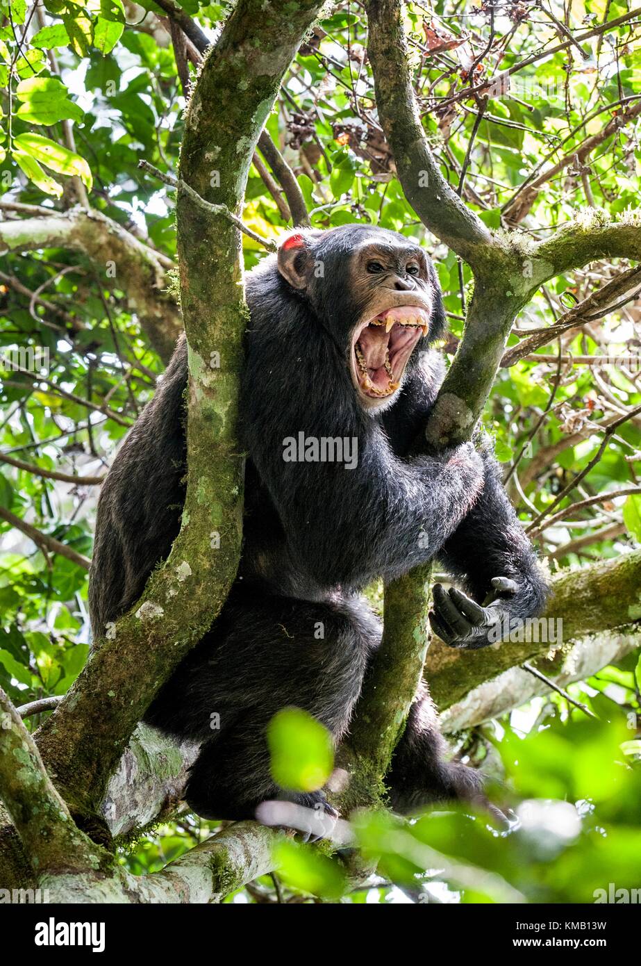 Angry chimp sounds - leqeryX