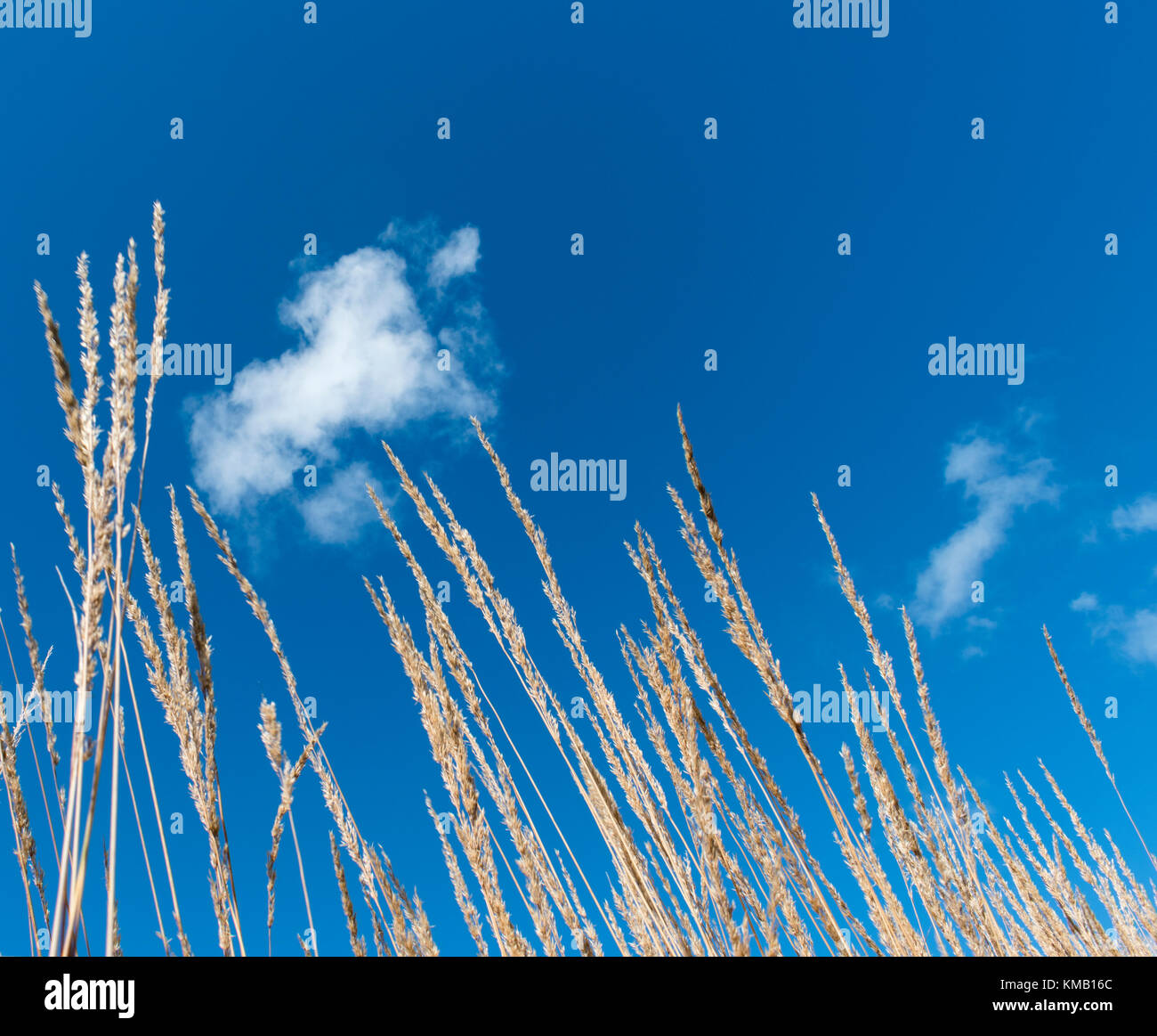 Blue sky with grasses hi-res stock photography and images - Alamy
