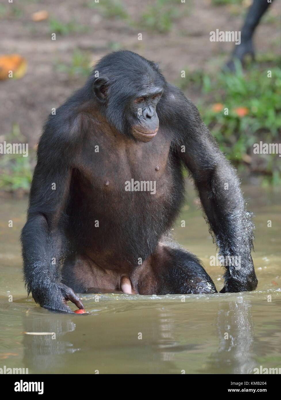 Bonobo standing in water looks for the fruit which fell in water ...