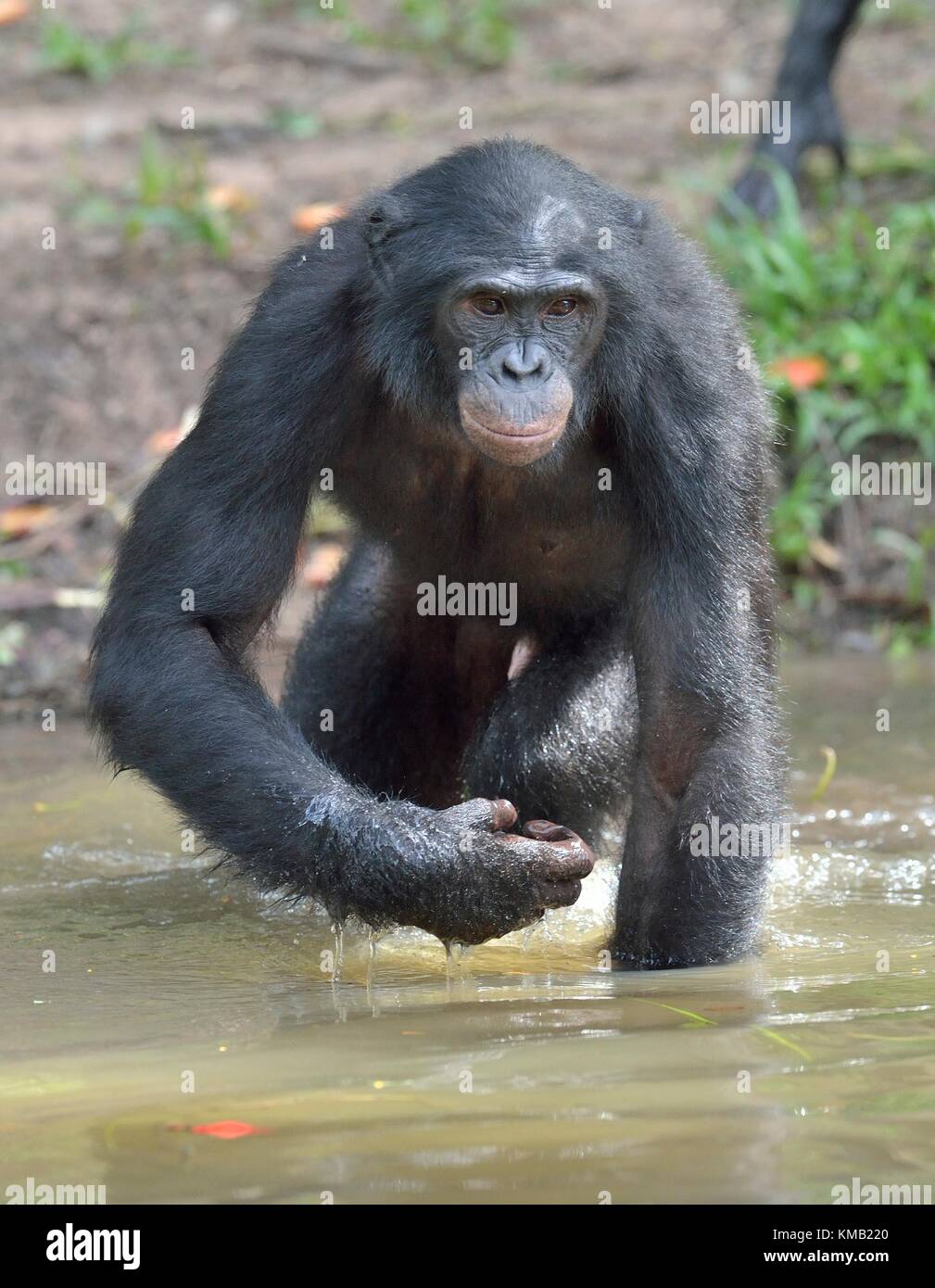 Bonobo standing in water looks for the fruit which fell in water ...