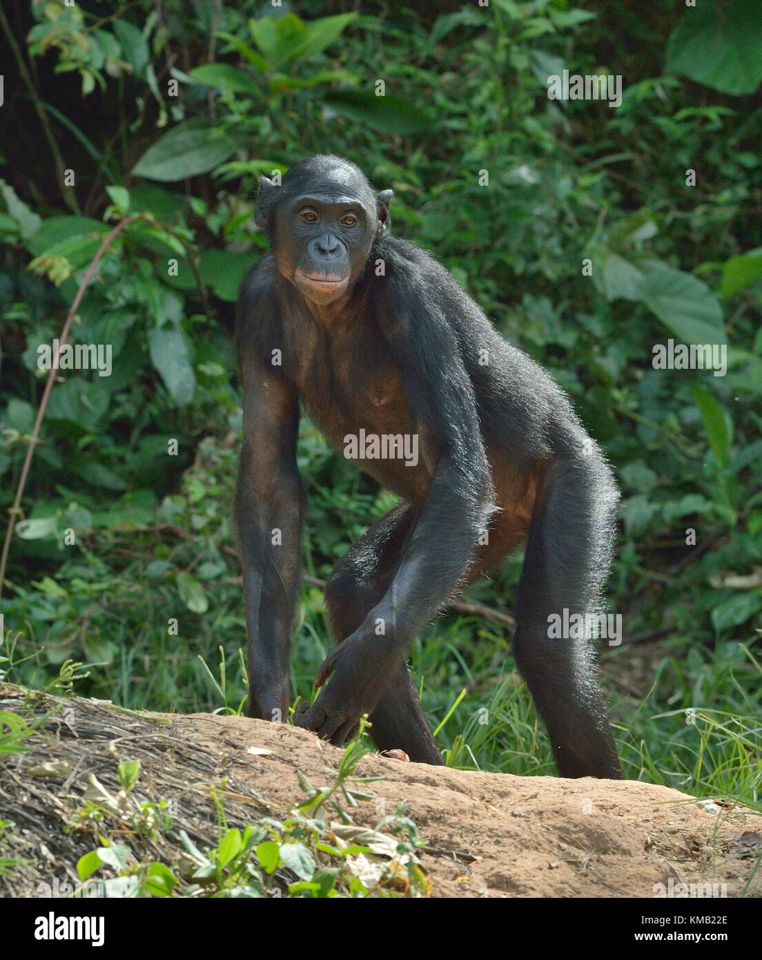 The chimpanzee Bonobo on the green natural background. The bonobo ( Pan ...