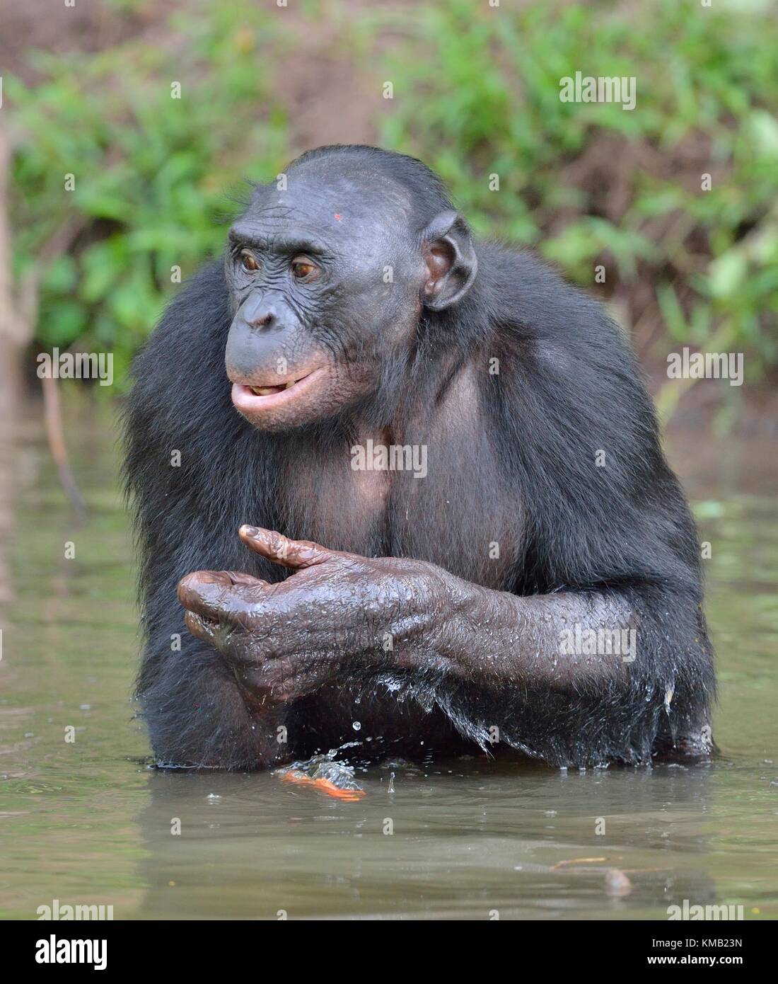 Bonobo standing hi-res stock photography and images - Alamy