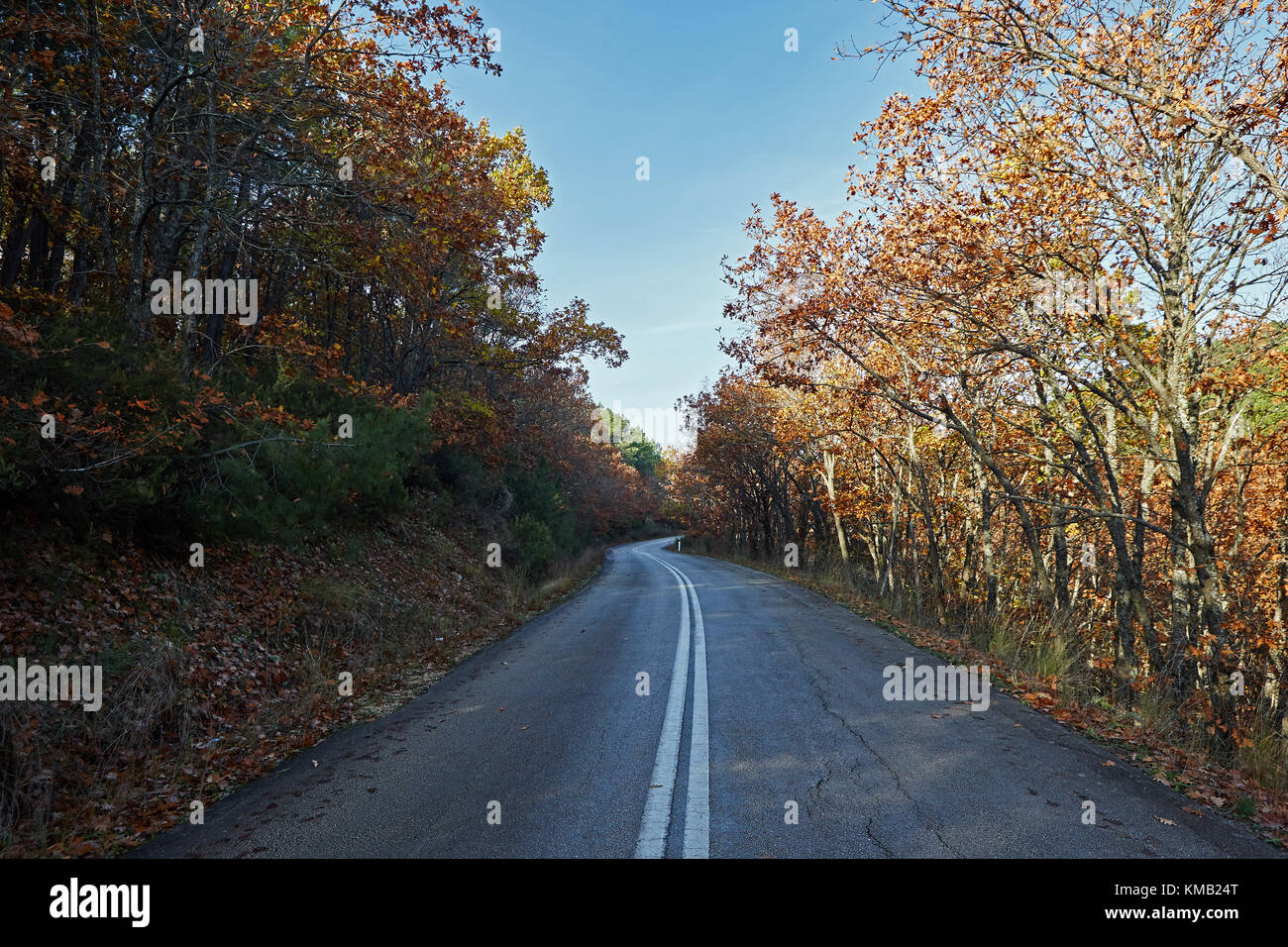 Autumn landscape, brick road between trees Stock Photo - Alamy