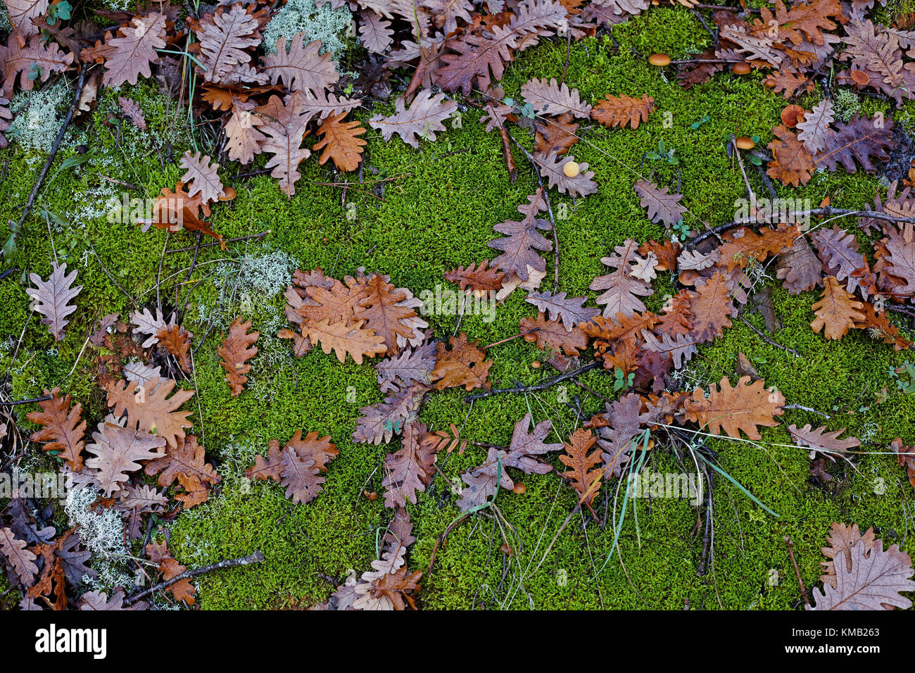 Oak moss black background hi-res stock photography and images - Alamy