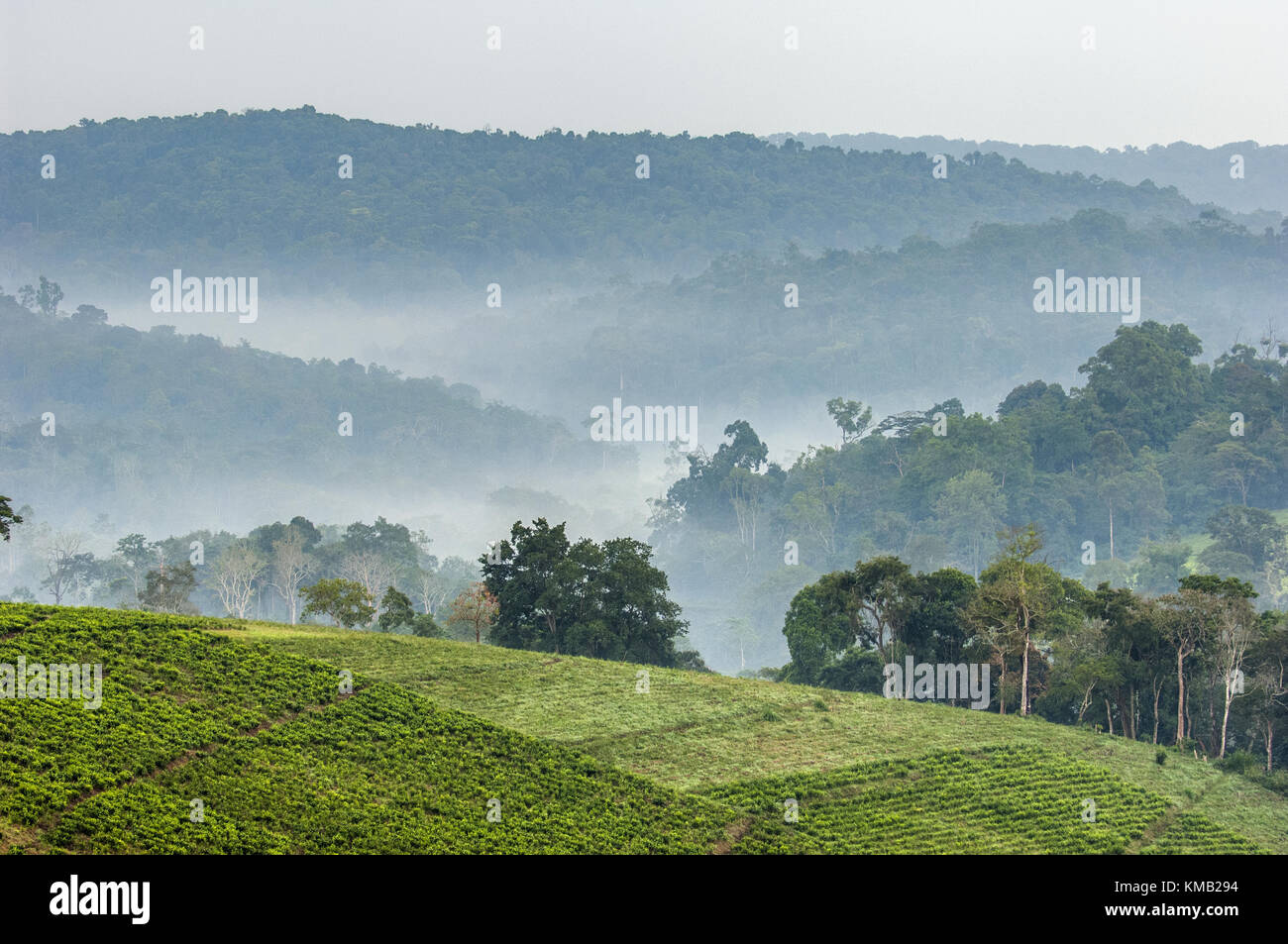 Tea plantations wildlife hi-res stock photography and images - Alamy