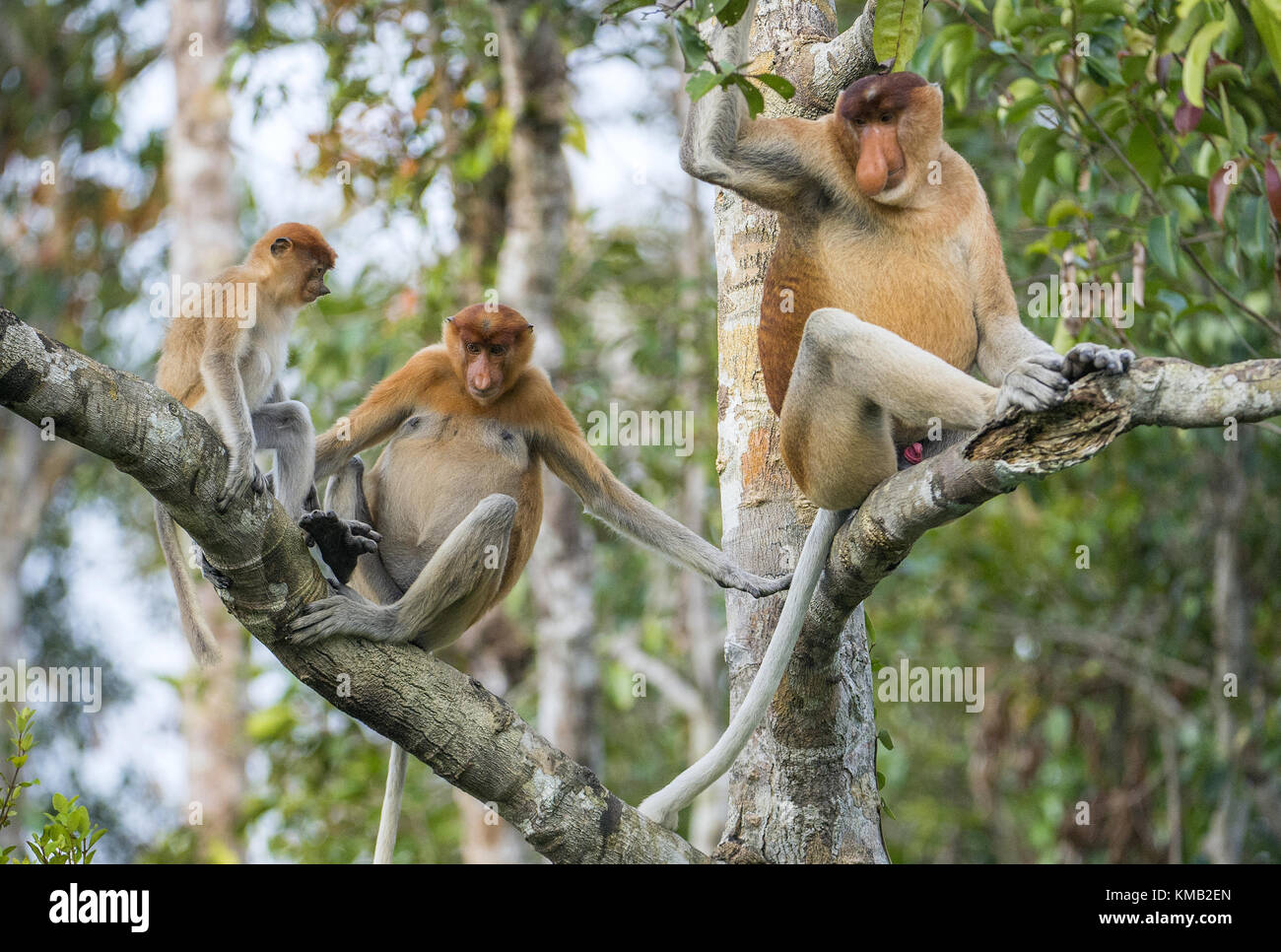 Family of Proboscis Monkeys in a tree.Proboscis Monkey (Nasalis ...