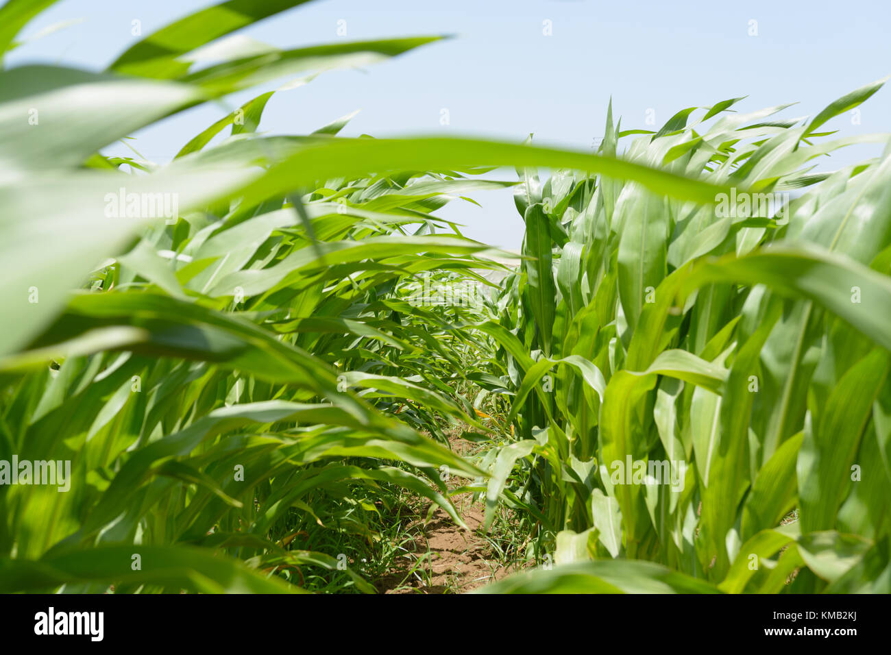 high corn plants on a farm Stock Photo - Alamy