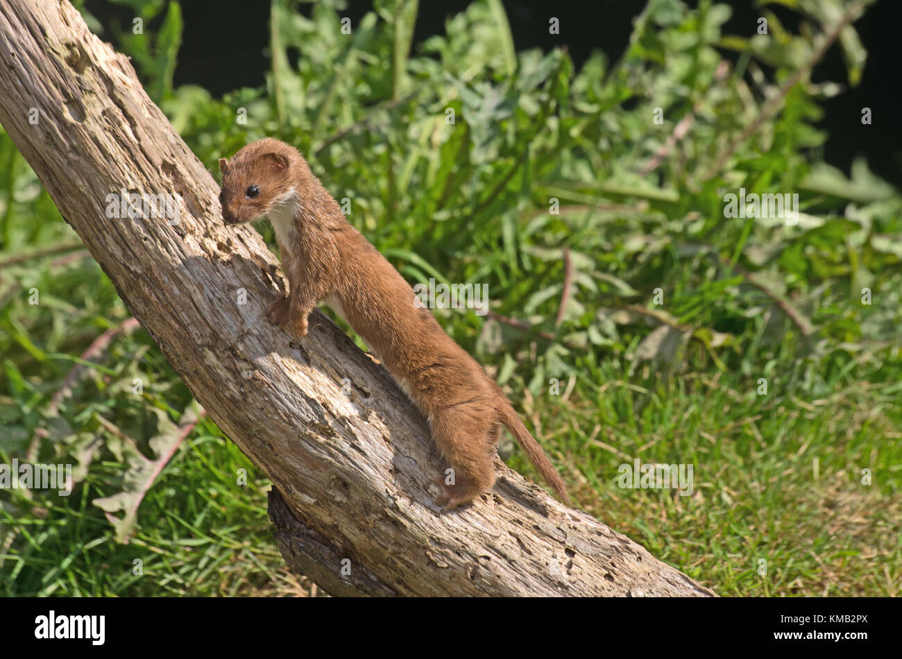Weasel, Mustela Mivalis, Surrey, England Captive Stock Photo - Alamy