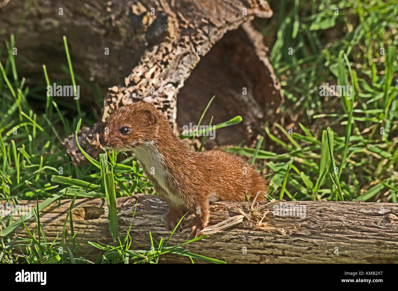 Weasel, Mustela Mivalis, England Stock Photo - Alamy