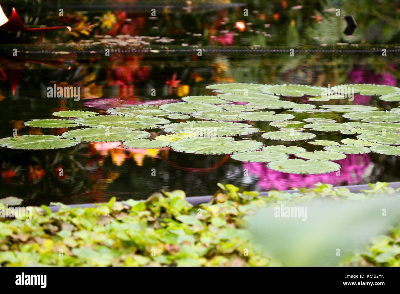 Lotus leaves floating n water Stock Photo - Alamy
