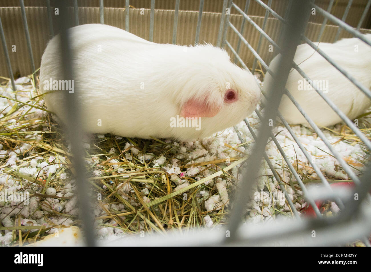 National exhibition of farming animals Chovatel 2017 (Animal breeding ...