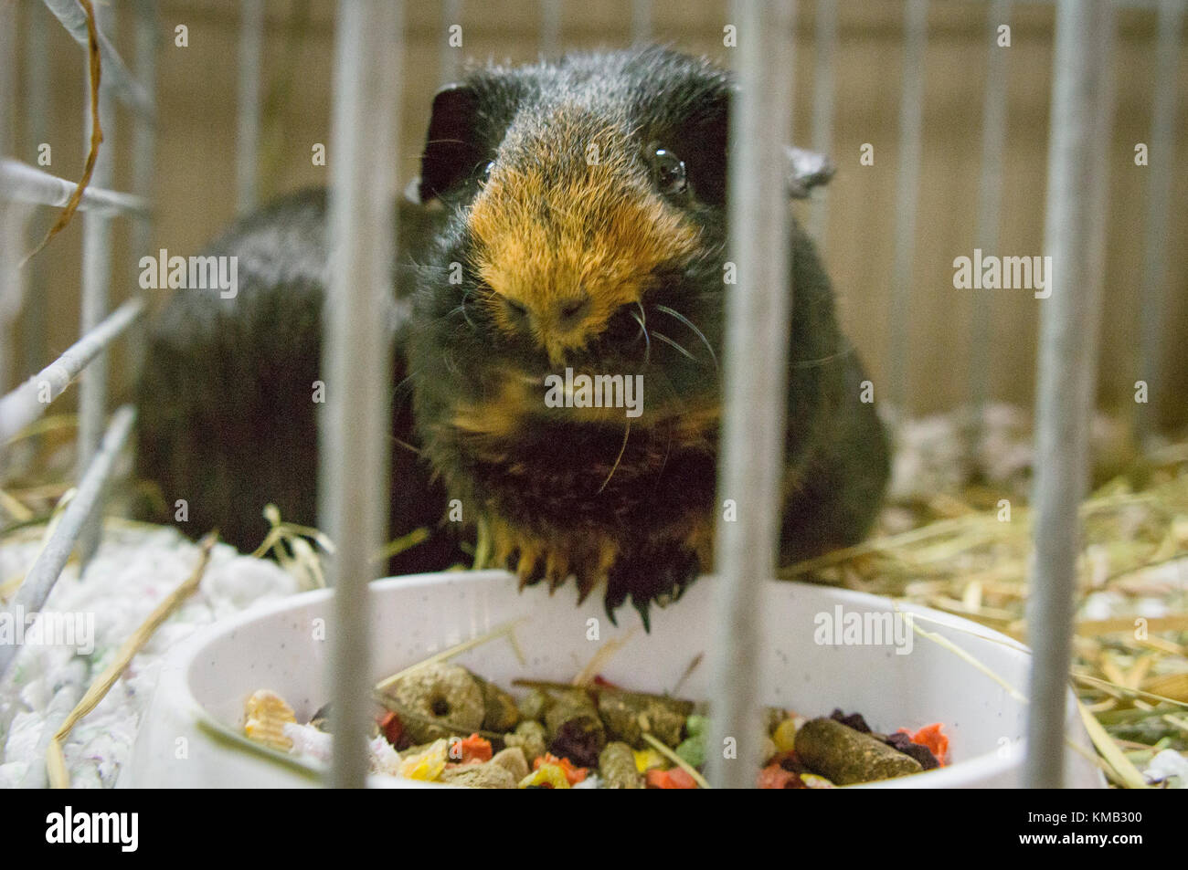 National exhibition of farming animals Chovatel 2017 (Animal breeding ...