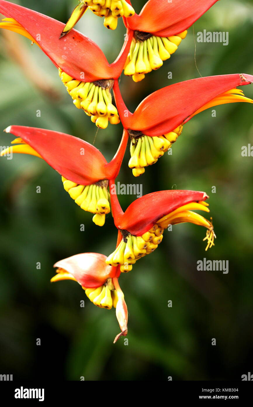 Hanging tropical flower Stock Photo - Alamy