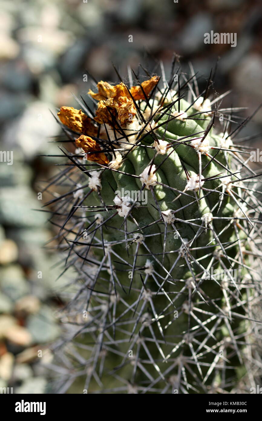 Cactus variety hi-res stock photography and images - Alamy