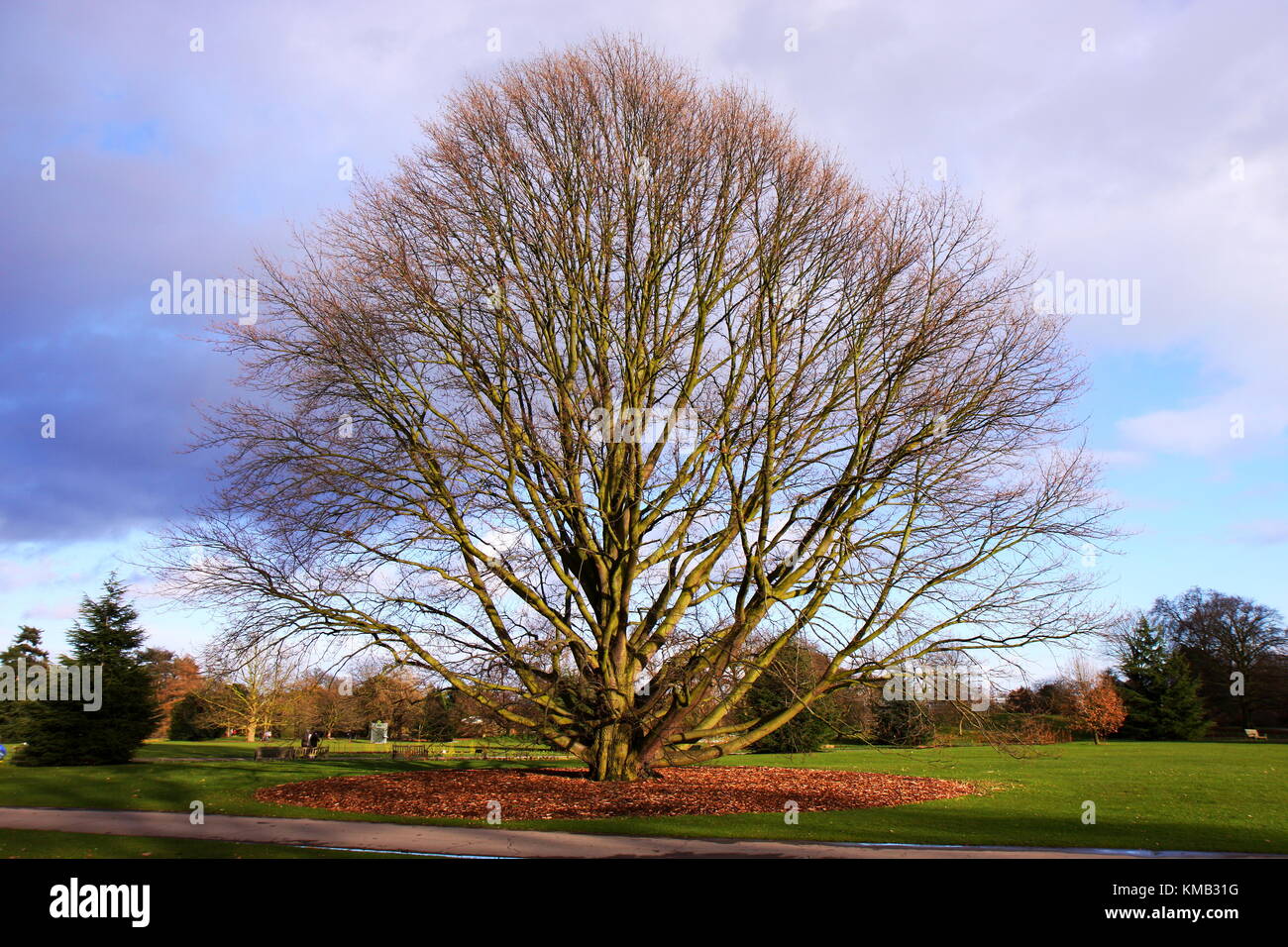 Kew Gardens Trees For Sale at Bruce Green blog