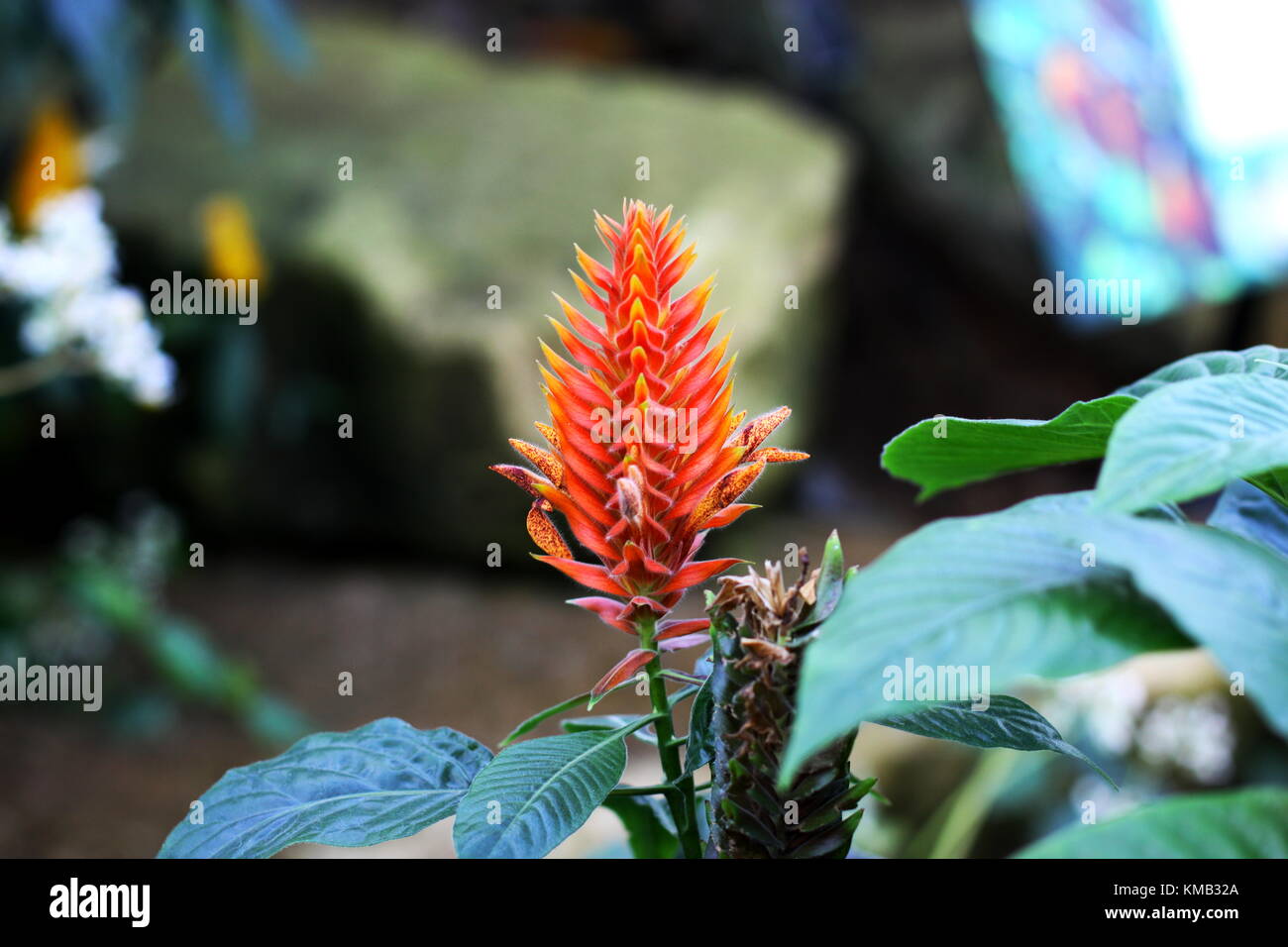 Red tropical flower Stock Photo - Alamy