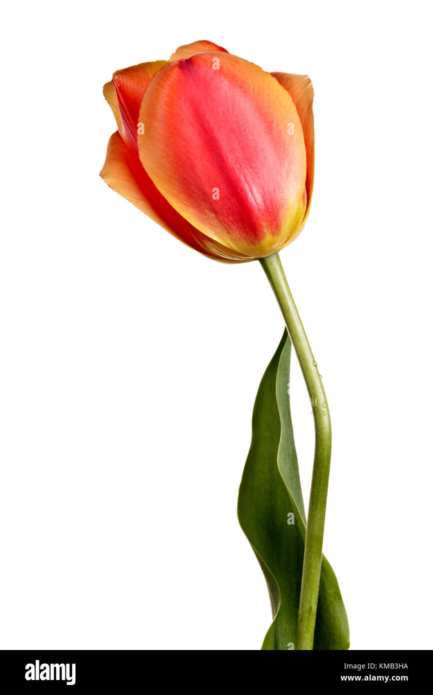 Flowers, single tulip isolated on a white background Stock Photo - Alamy